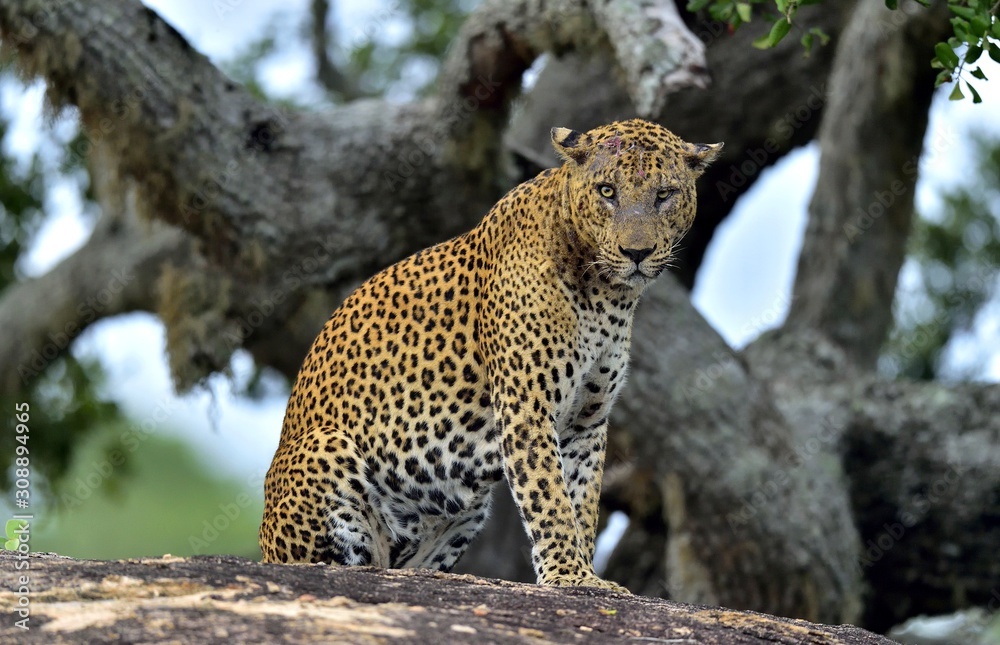 Old Leopard male with scars on the face on the rock. The Sri Lankan ...