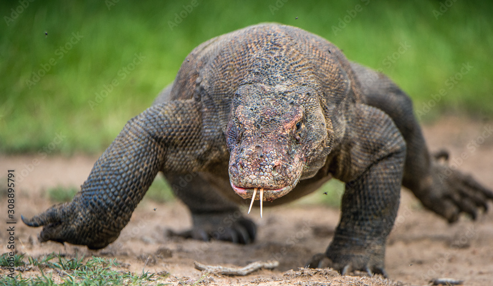 Komodo dragon with the forked tongue sniff air. Close up portrait ...