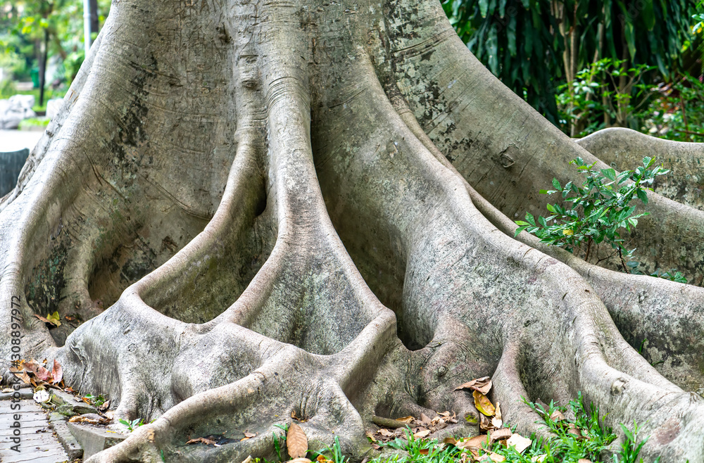 Banyan tree with roots protruding from the ground with a life span of ...