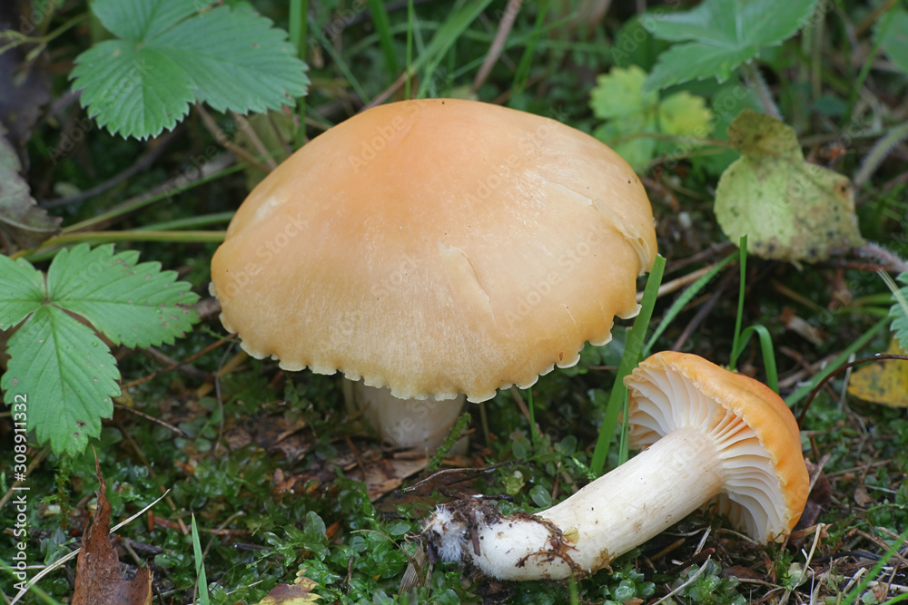 Cuphophyllus pratensis, known as meadow waxcap, meadow waxy cap, salmon ...