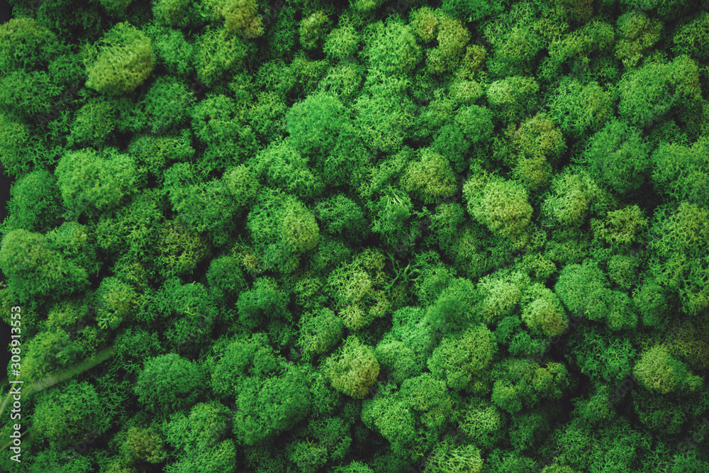 Textured moss texture for photos. Stock Photo | Adobe Stock