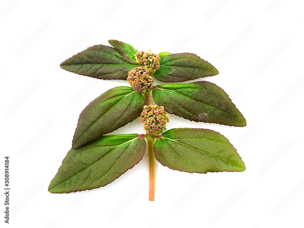 Garden Spurge leaves. (Euphorbia hirta plant) Stock Photo | Adobe Stock