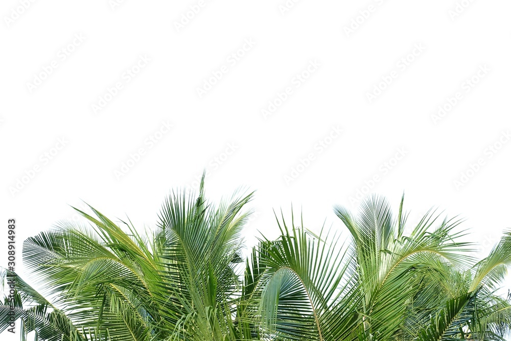Coconut tree leaves with branches on white isolated background for ...