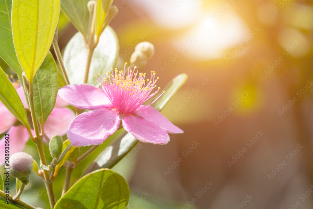 Rose myrtle (Rhodomyrtus tomentosa) pink flowers, a native plant in ...