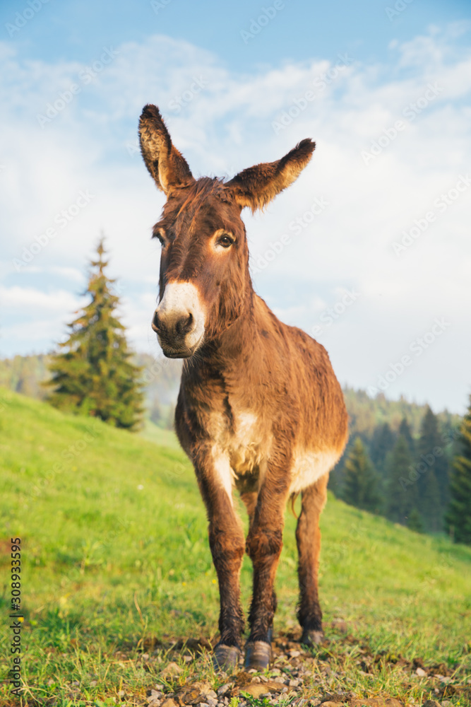 Picture of a funny donkey at sunset. Stock Photo | Adobe Stock