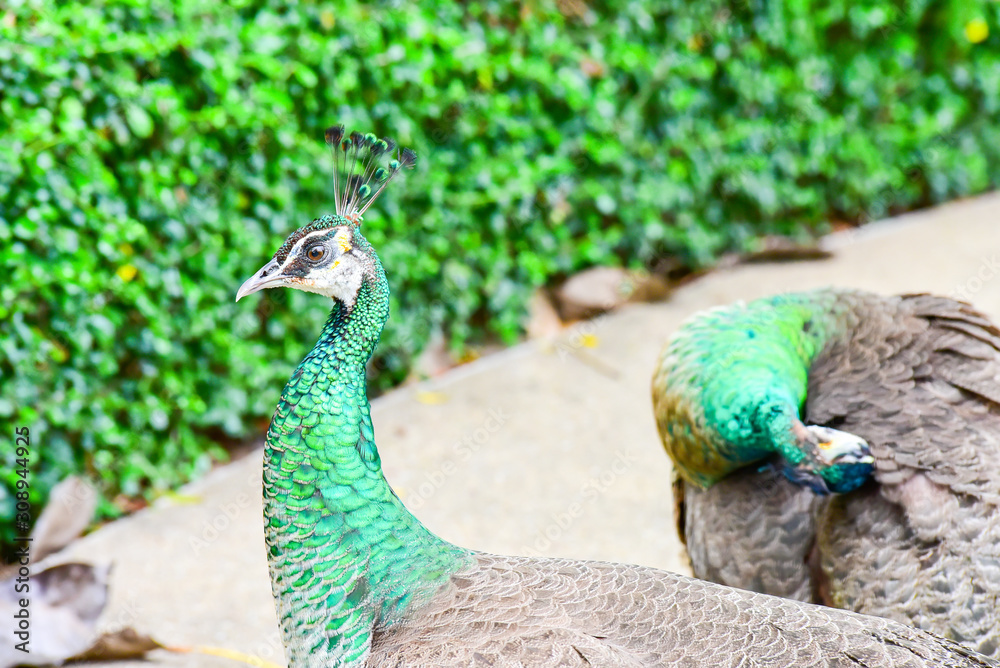 Chai nat Thailand December 26 2019 see birds at Chai NAT Bird Park is a ...