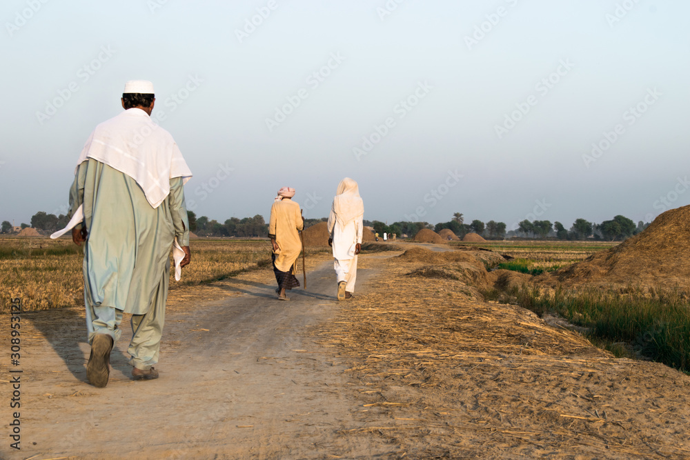 poor three Pakistani villagers are on a gravel road between the rice ...