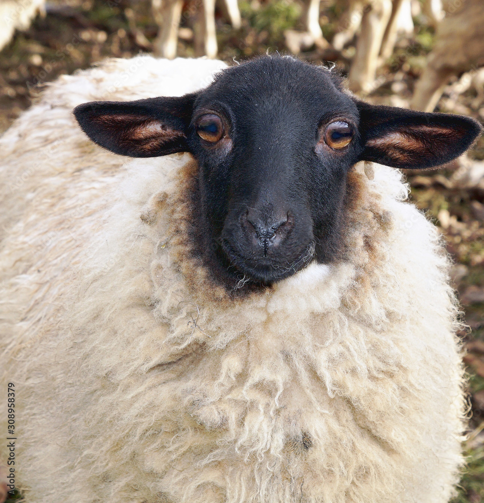 Hilarious Sheep