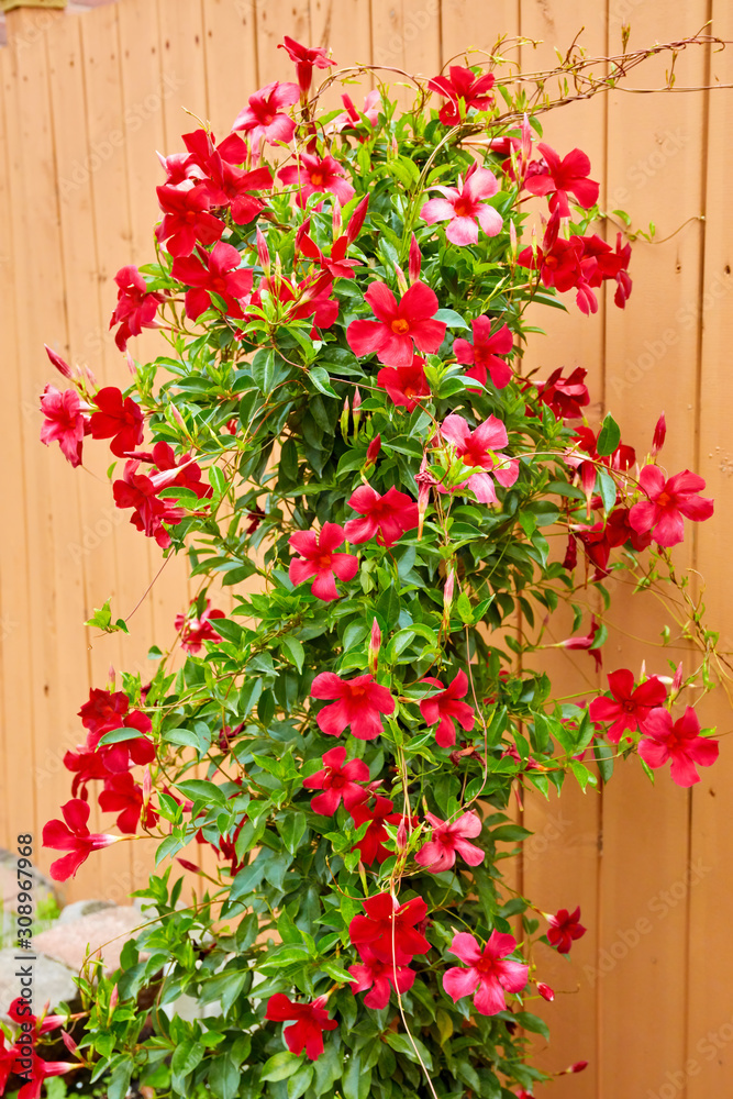 Blossoming red mandevilla flower in a garden agains wooden fence ...