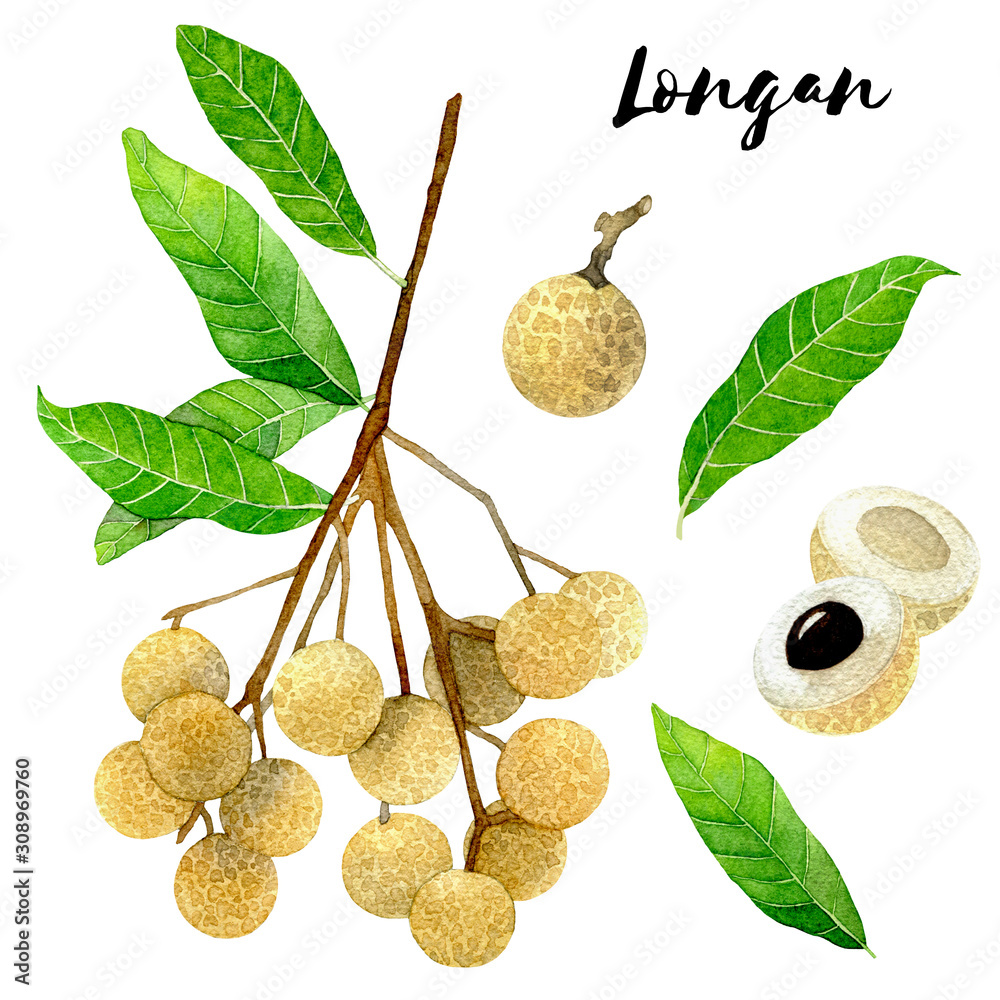 Watercolor longan set. Longan fruit. Hand drawn tropical illustration ...