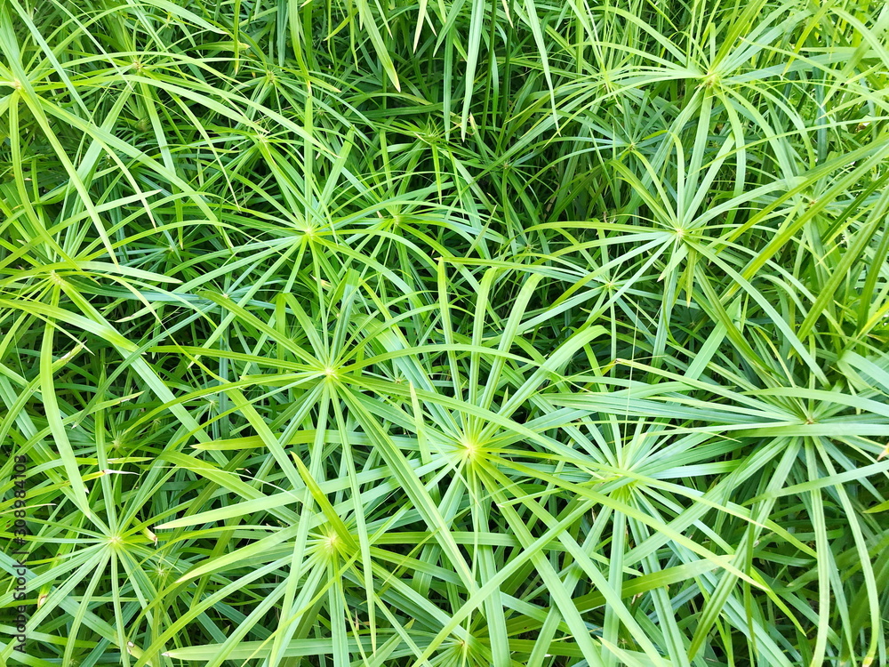 Bright saturated green leaves of home cyperus flower, crossed by ...