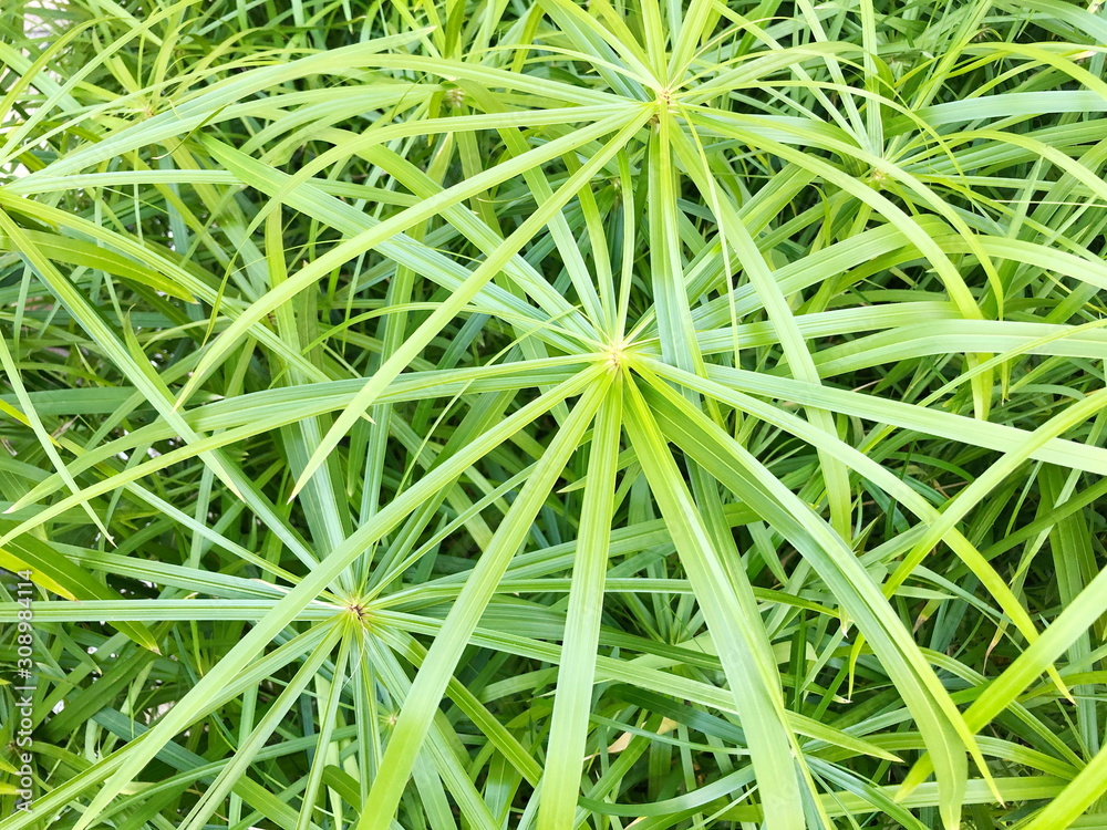 Bright saturated green leaves of home cyperus flower, crossed by ...