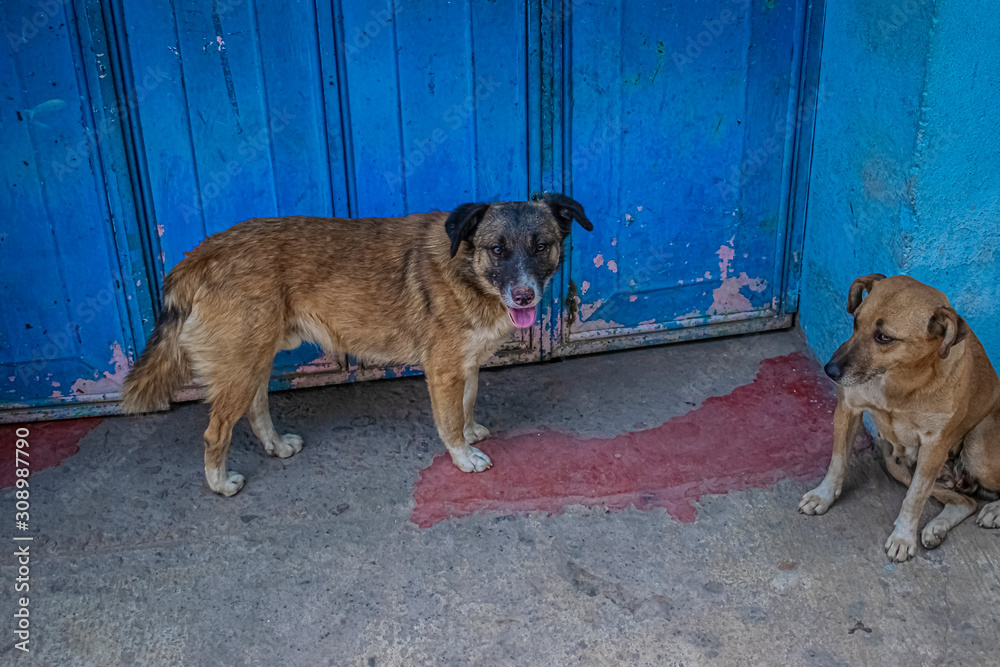 perro de color café, en la puerta azul Stock Photo | Adobe Stock