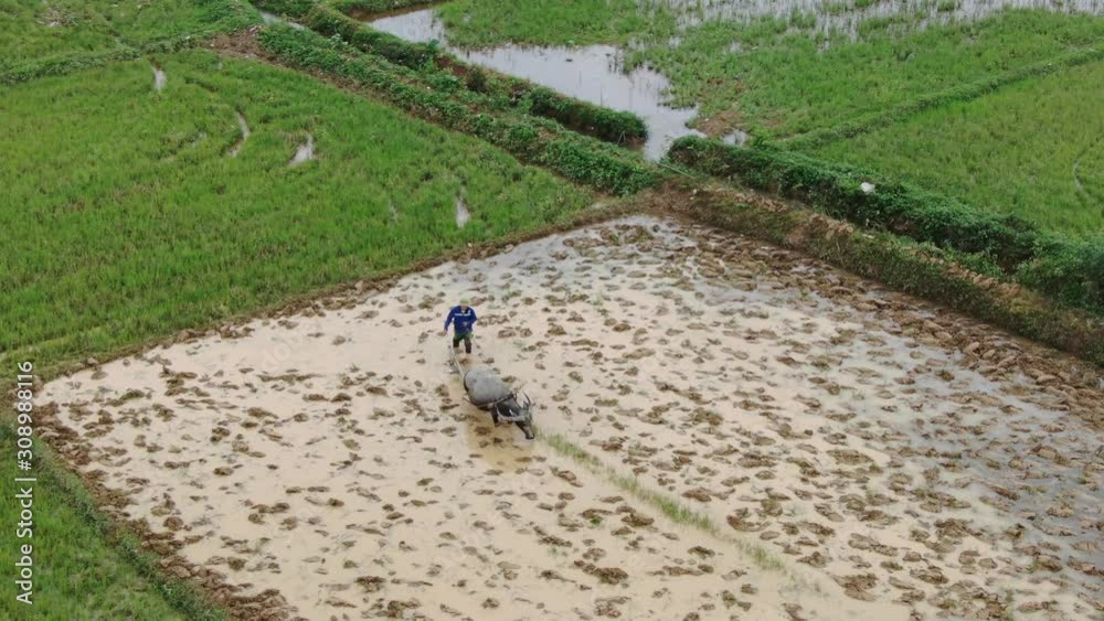 Impressive drone shot of traditional way of asian farmer using water ...