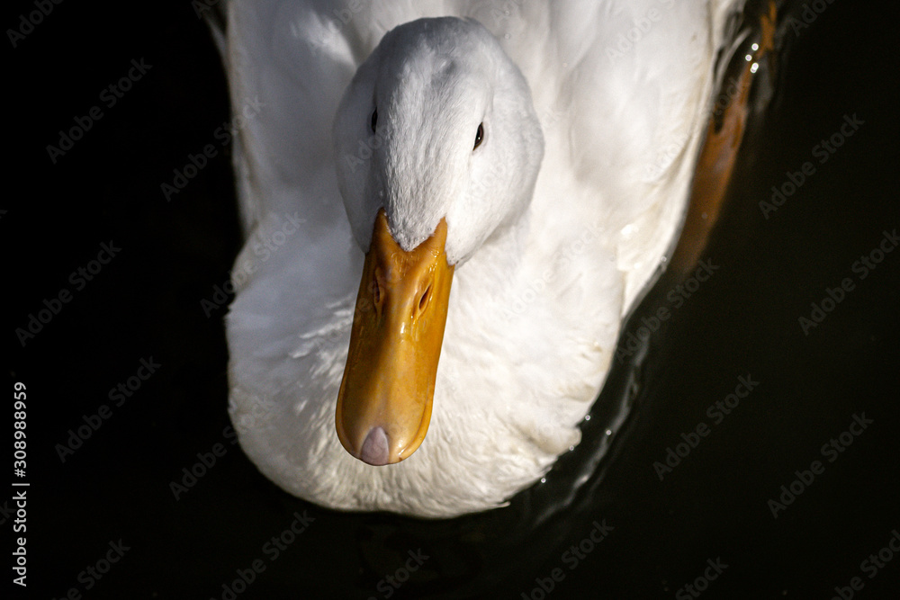 Overhead capture of white american pekin duck (Anas platyrhynchos ...