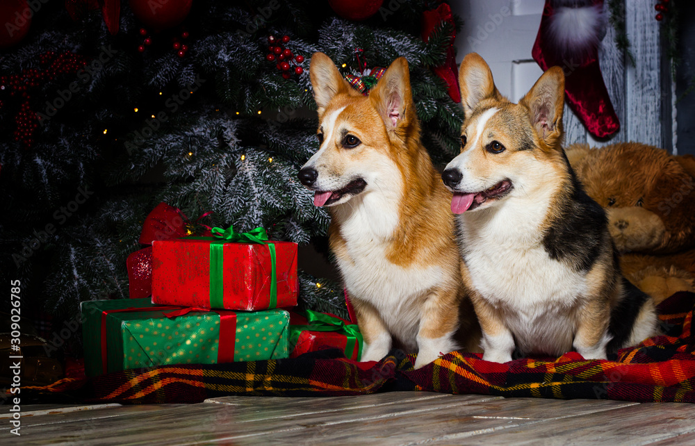 Corgi Wallpaper Christmas