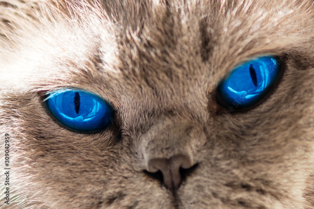 Beautiful British Shorthair cat with bright blue eyes is lying on the ...