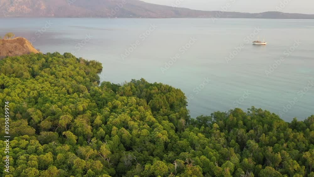 Early morning light illuminates an extensive mangrove forest growing ...