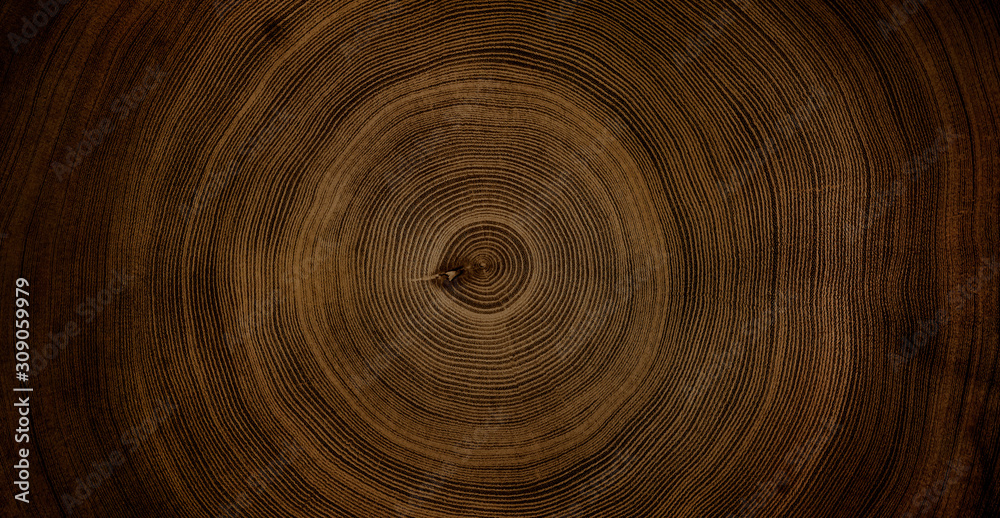 Old wooden oak tree cut surface. Detailed warm dark brown and orange ...