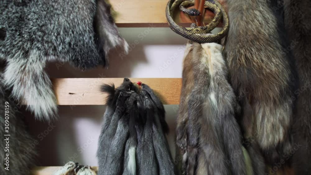 Pelts of different wild animals on the wall: wolf, fox, lynx, nutria ...