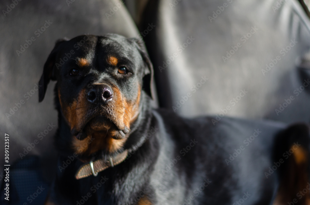 Portrait of a female Rottweiler in a car salon. A young black dog is ...