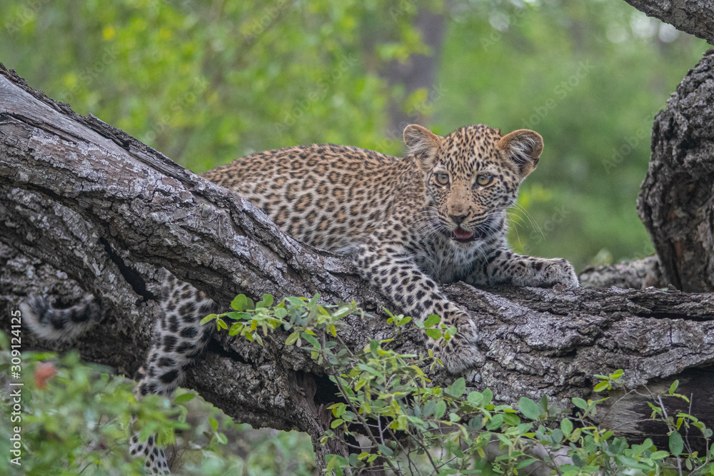 Leopard cub Stock Photo | Adobe Stock