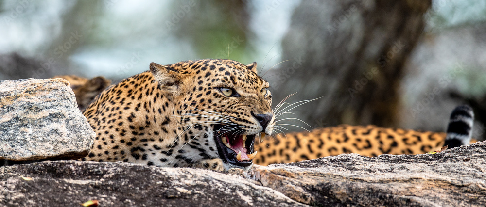 Leopard roaring. Leopard on a stone. The Sri Lankan leopard (Panthera ...