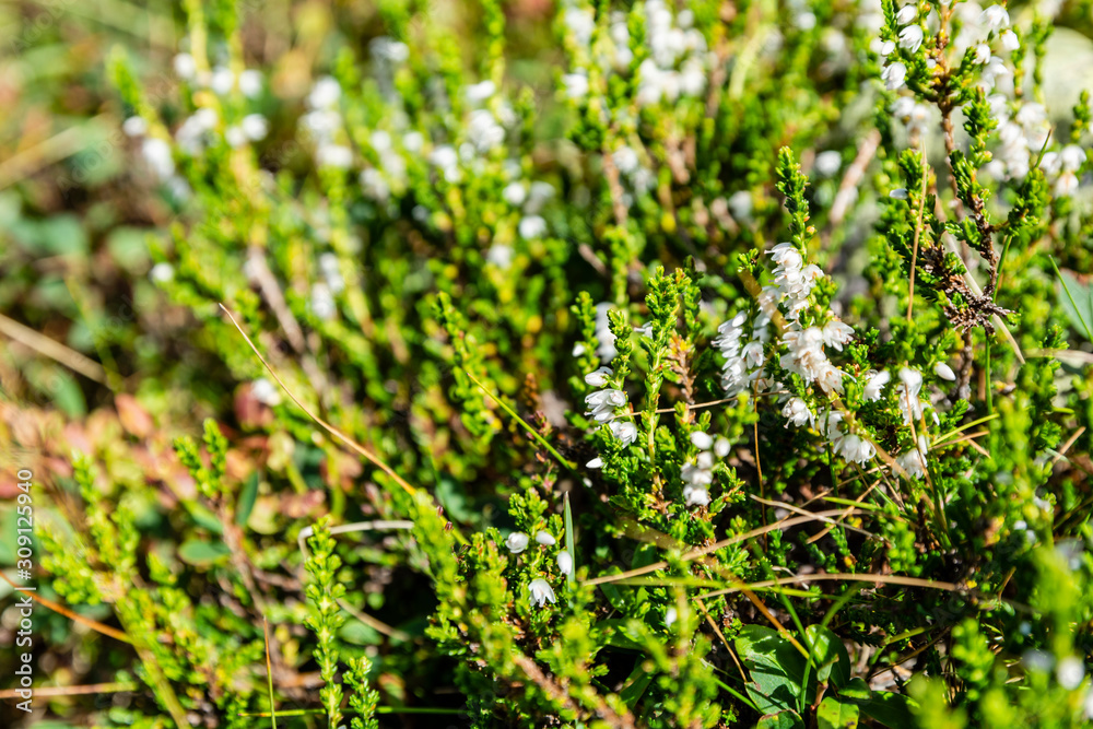 Prostrate shrub - Calluna vulgaris with less common white flowers ...