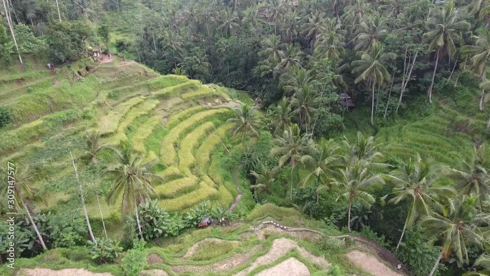 Terraced paddy rice fields in the jungle of Indonesia, cloudy day, 4k ...