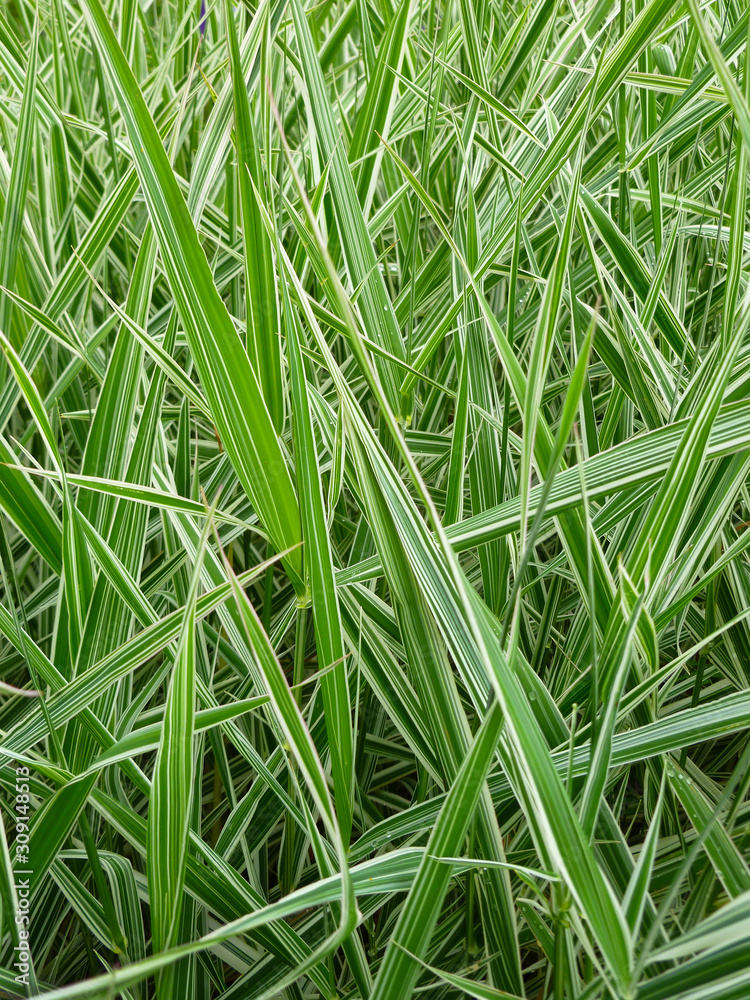 Striped green grass Variegated Sedge 'Ice Dance' (Carex morrowii ...