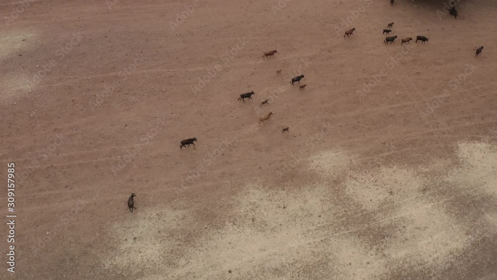 Top down aerial view, cows on a dry field in spain, running around with ...