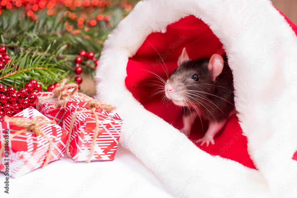 Cute Rats Christmas