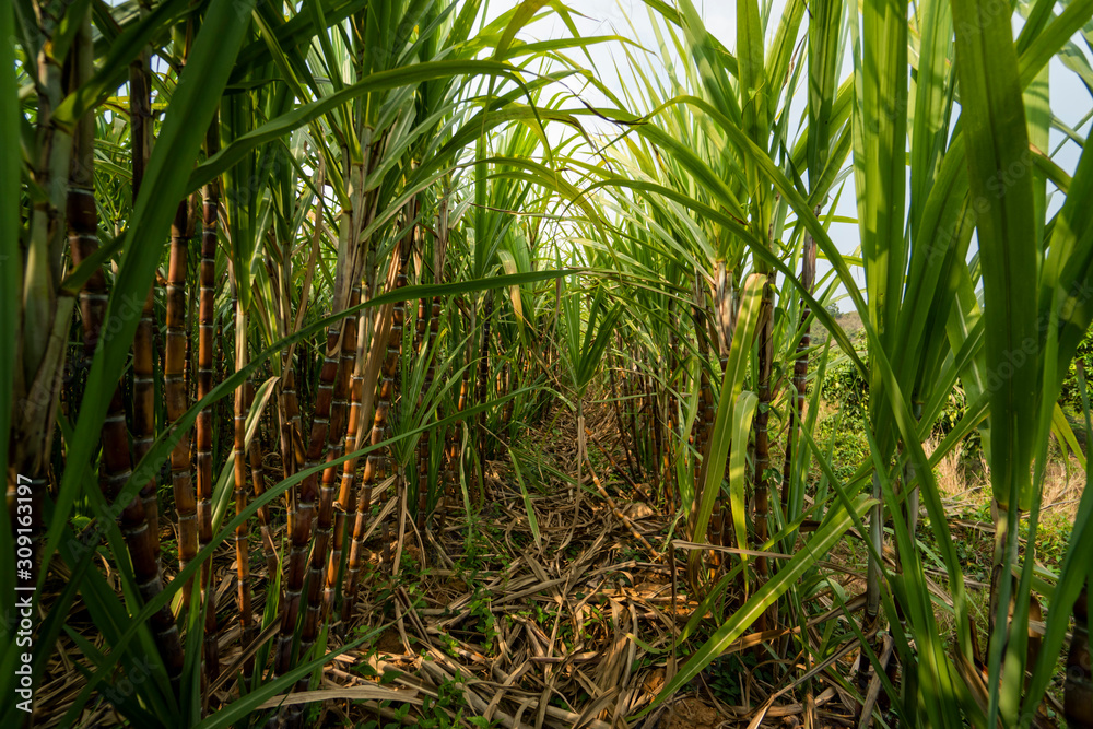 Sugarcane planted to produce sugar and food. Food industry. Sugar cane ...