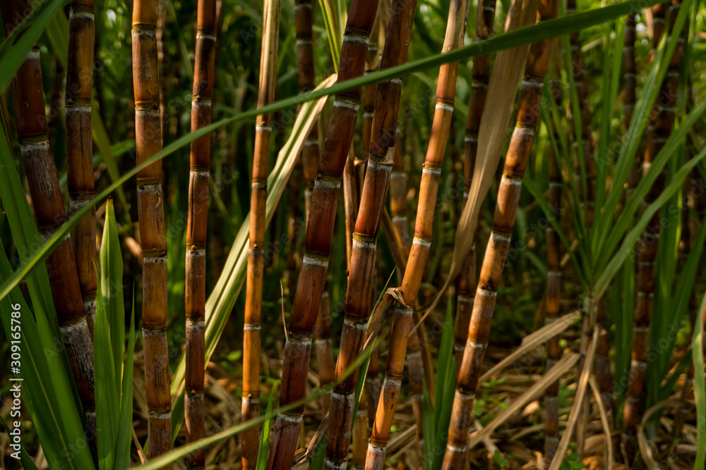 Sugarcane planted to produce sugar and food. Food industry. Sugar cane ...