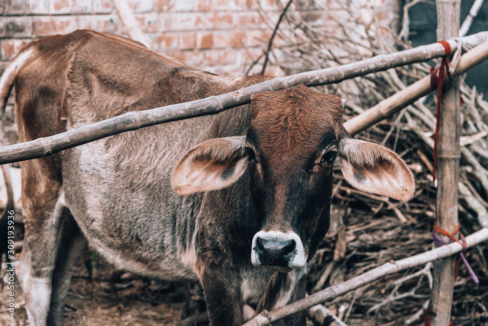 Zebu Calf