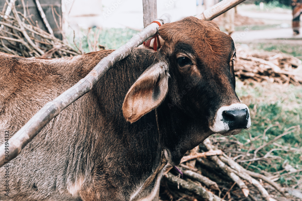 Indian sacred cow zebu calf on farm in Indian village. Stock Photo ...