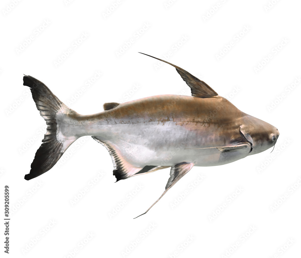 Beautiful gaff topsail catfish on white background Stock Photo | Adobe ...