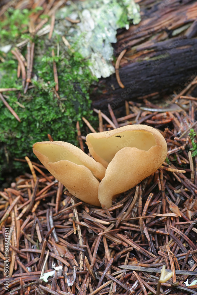 Otidea tuomikoskii, known as a Split goblet or rabbit ear fungus, wild ...