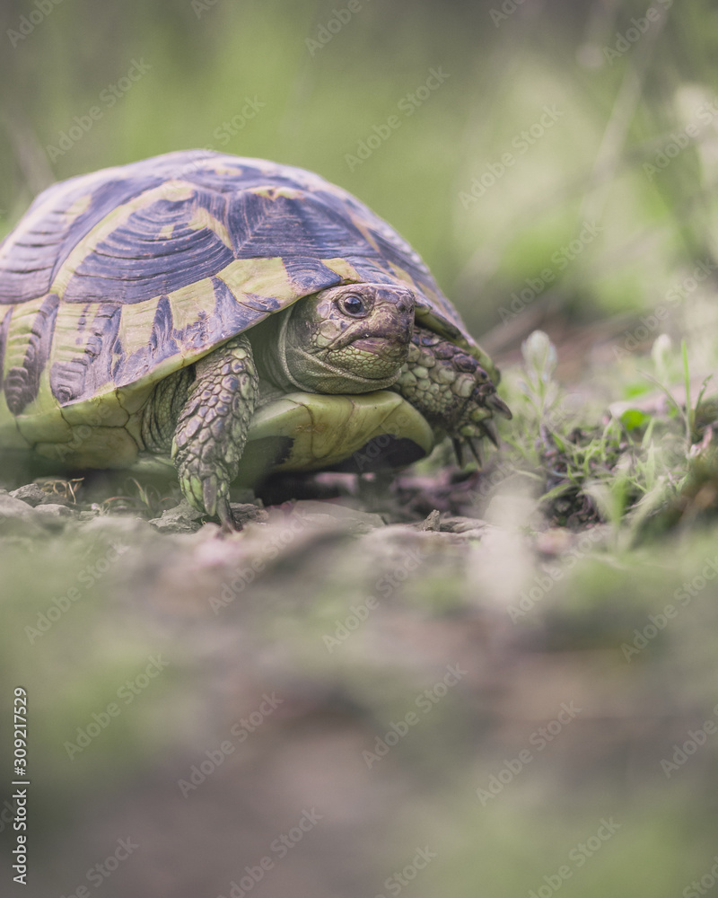Foto de tartaruga di terra selvatica, testuggine di Hermann, Testudo ...