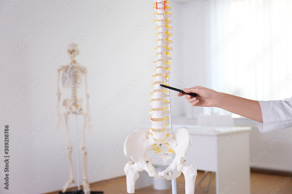 Orthopedist pointing on human spine model in clinic, closeup Stock ...