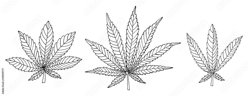 Black and white hemp leaf set isolated on white background. Vector ...