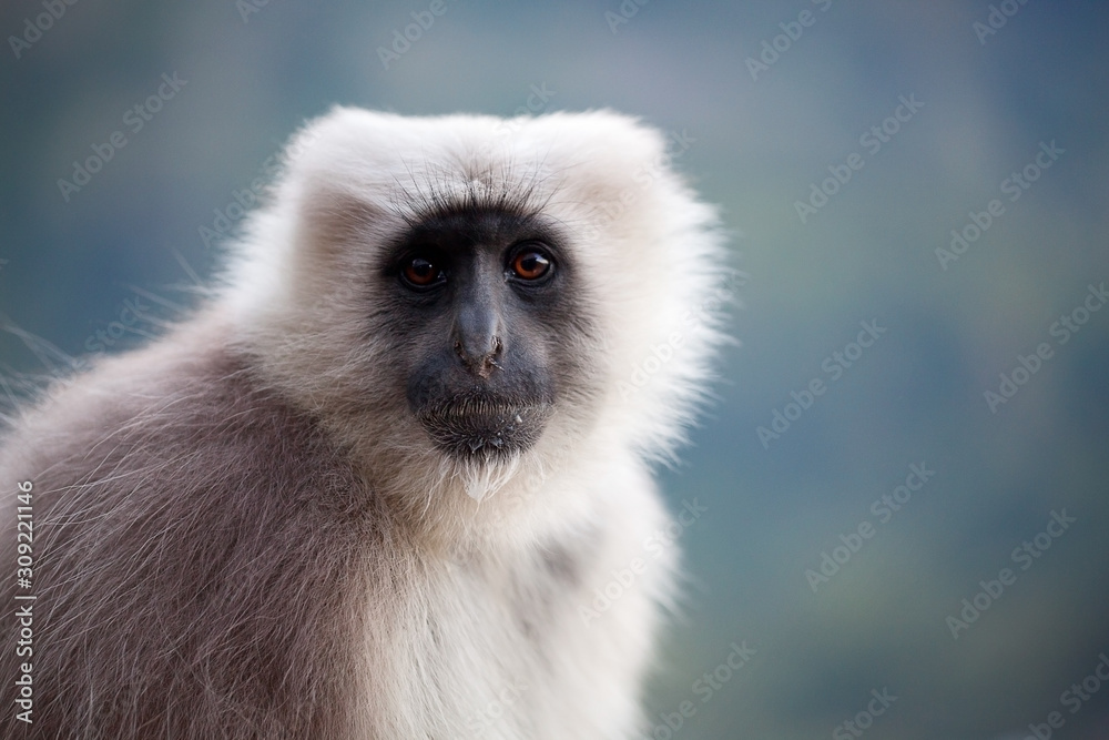 Indian monkey Stock Photo | Adobe Stock