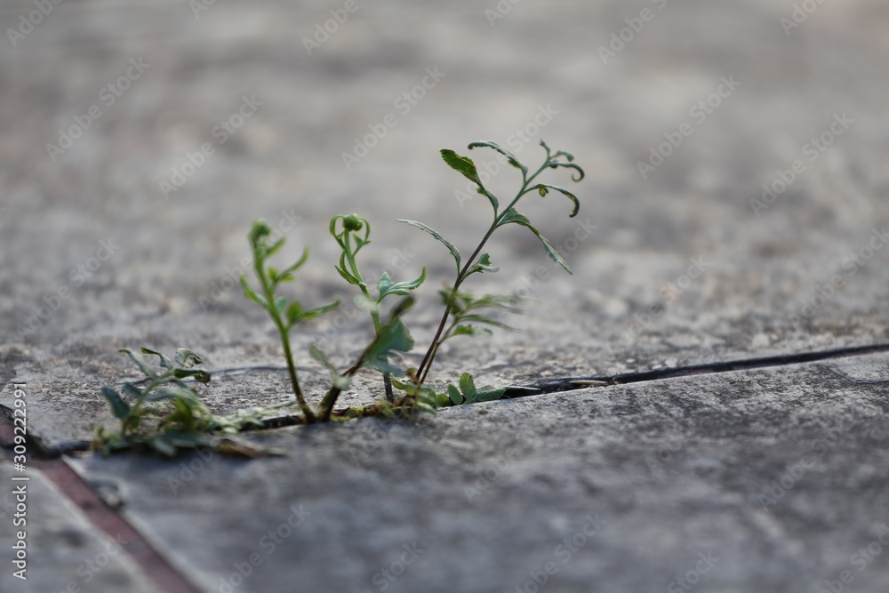 planta Stock Photo | Adobe Stock