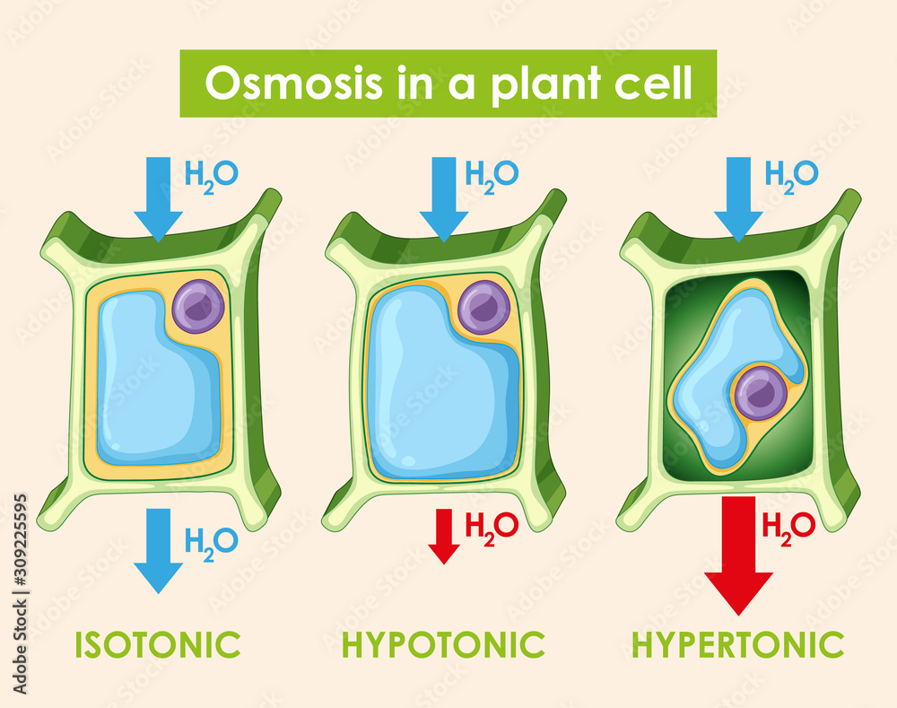 Diagram showing osmosis in plant cell Stock Vector | Adobe Stock