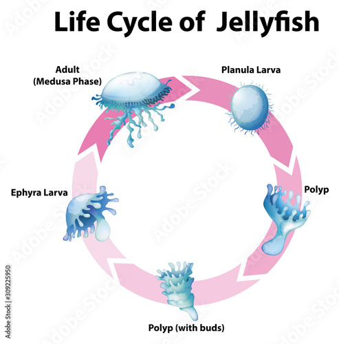 Diagram showing life cycle of jellyfish Stock Vector | Adobe Stock