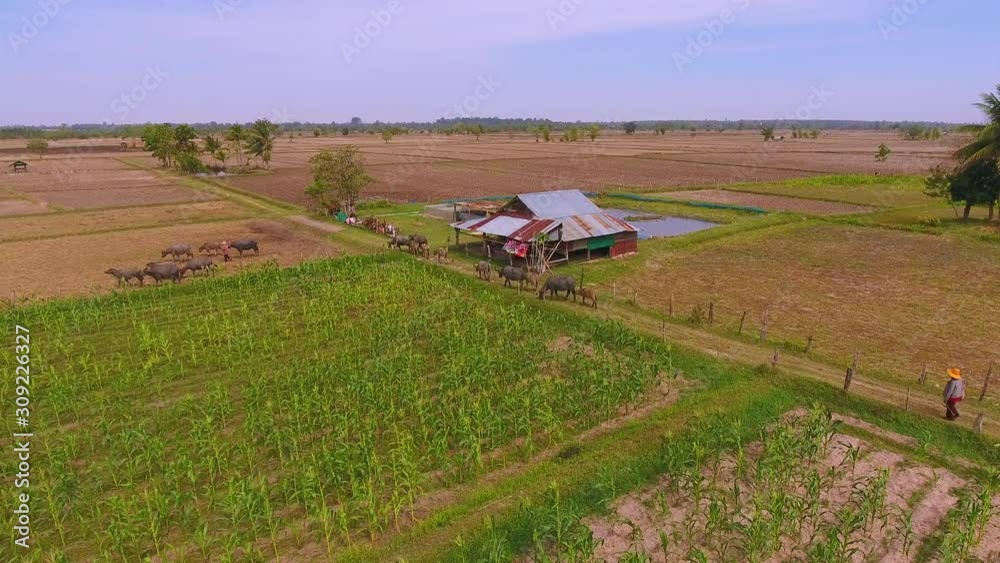 The land of rice fields of Thailand, lots of buffalo, rice fields of ...