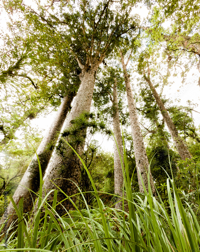 Kauri trees on the North Island of New Zealand. Stock Photo | Adobe Stock