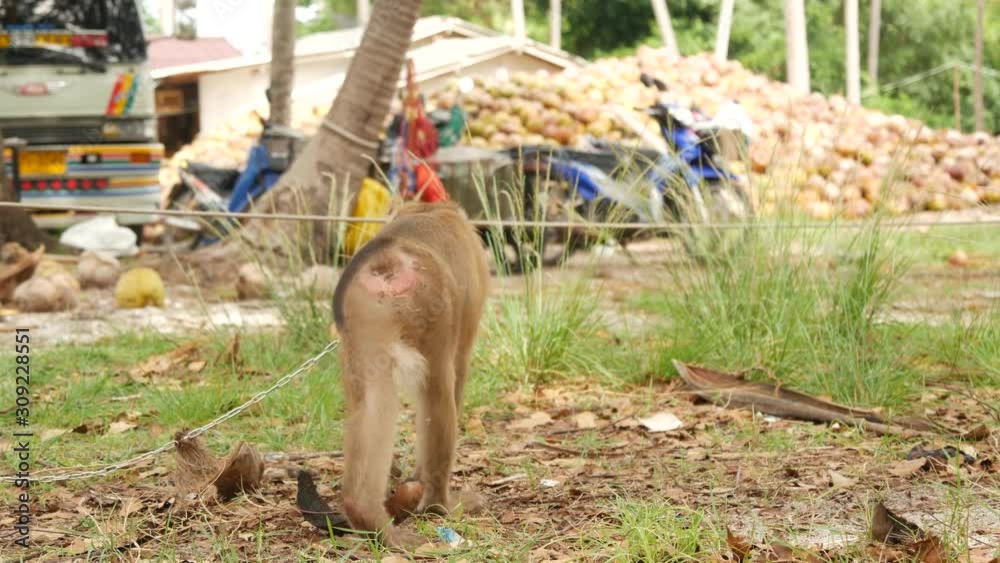 Cute monkey worker rests from coconut harvest collecting. The use of ...