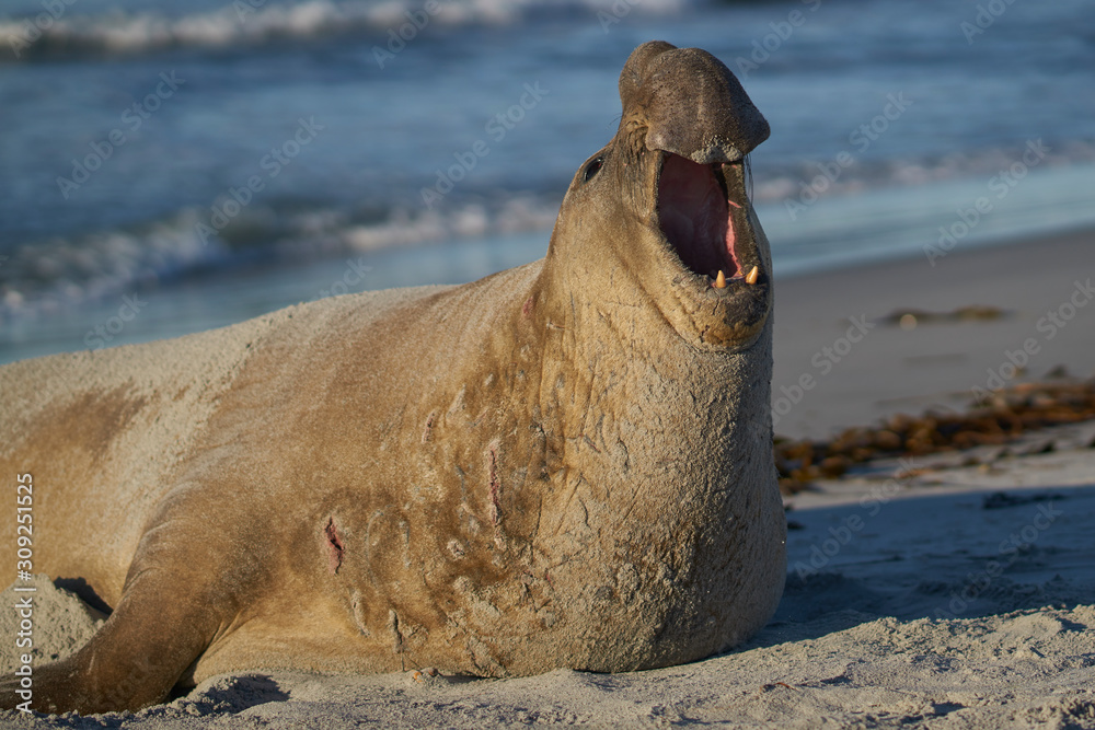 Male Southern Elephant Seal (Mirounga leonina) with mouth open and ...