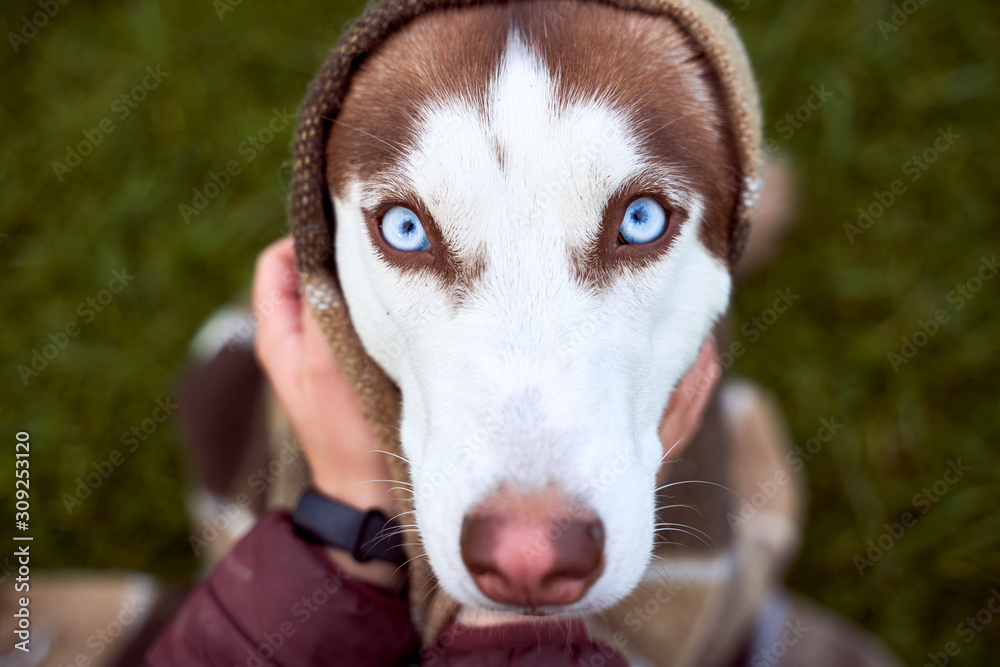 Who Was The First Person To Have A Dog